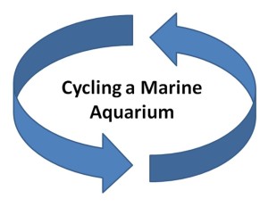Cycling a Marine Aquarium - Reef Aquarium