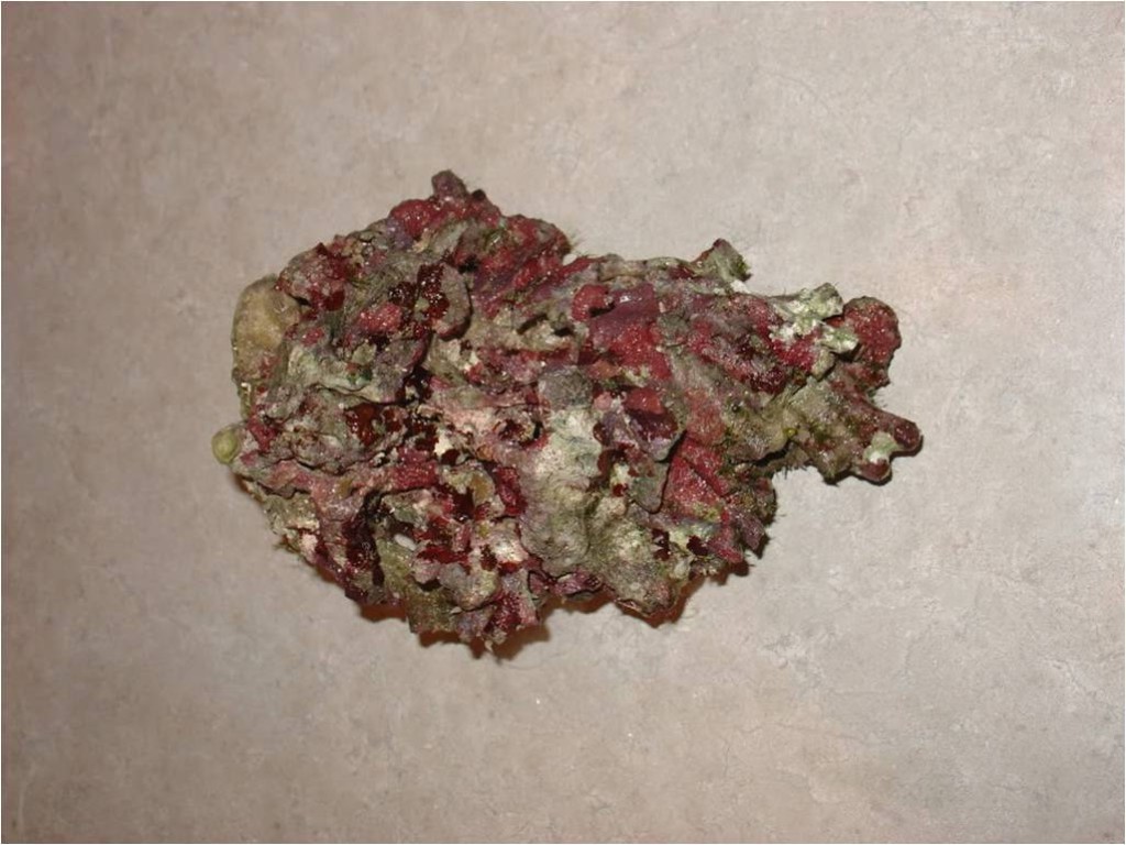 What are the benefits of live rock - Reef Aquarium