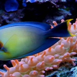 Chocolate Tang Archives - Reef Aquarium