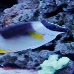 Magnificent Foxface Archives - Reef Aquarium