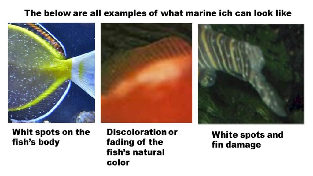 Marine Ich (Cryptocaryon Irritants) - Reef Aquarium