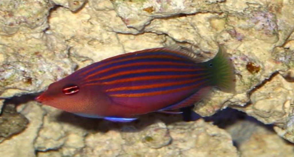 Six Line Wrasse - Reef Aquarium