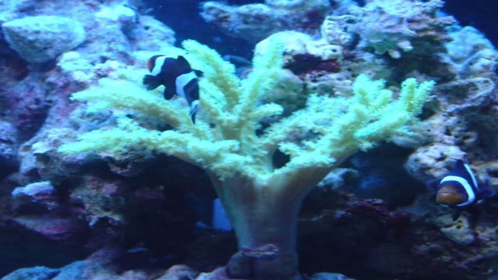 Green Nepthea Leather - Reef Aquarium