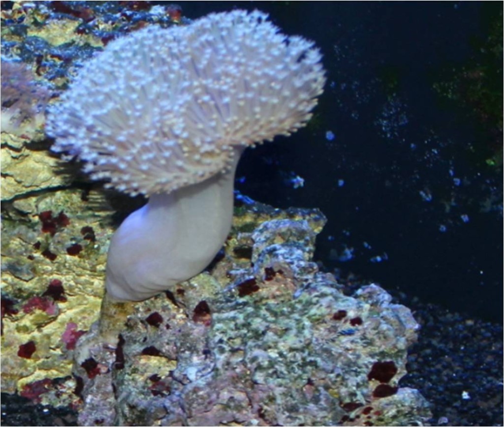 Long Polyp Leather Coral - Reef Aquarium