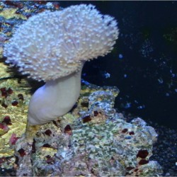 Long Polyp Toadstool Leather Archives - Reef Aquarium
