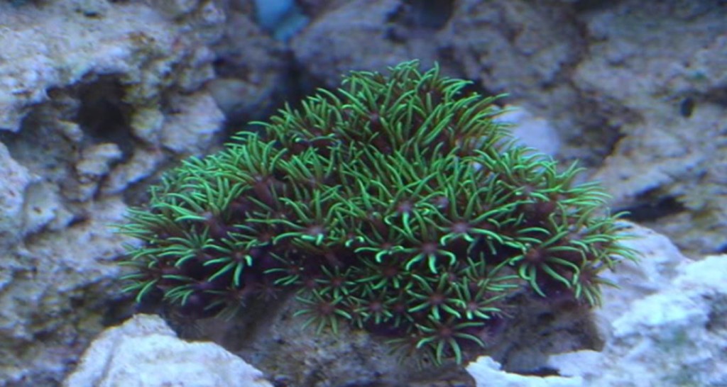 Star Polyps - Reef Aquarium