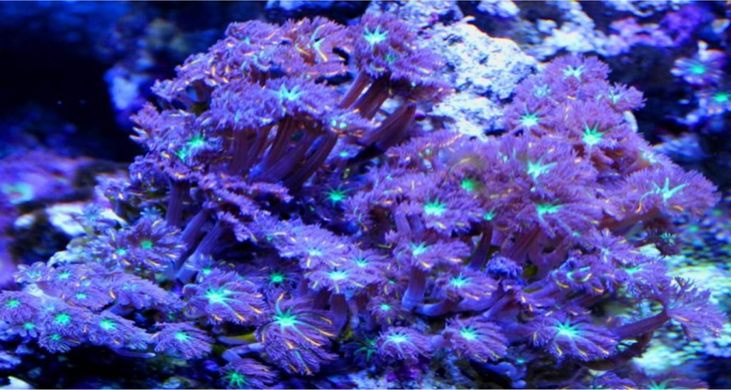 Clove Polyps - Reef Aquarium