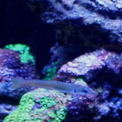 Fish Archives - Reef Aquarium