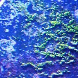 brown slime algae Archives - Reef Aquarium