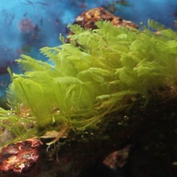 green feather algae Archives - Reef Aquarium