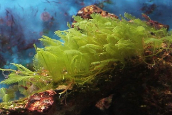 Caulerpa Macro Algae - Reef Aquarium