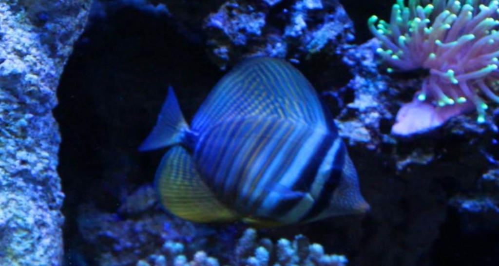 Sailfin Tang - Reef Aquarium