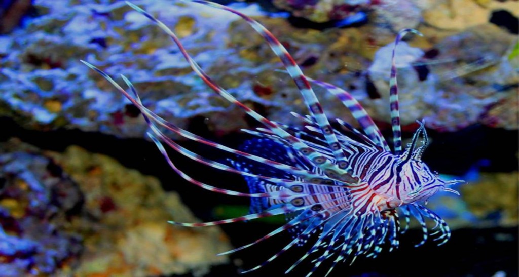 Volitan Lionfish - Reef Aquarium