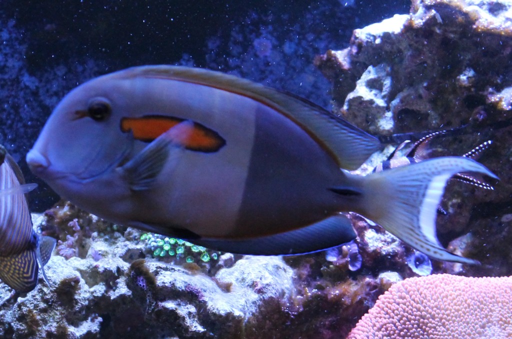 Orange Shoulder Tang - Reef Aquarium