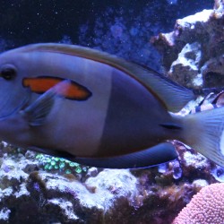 Orange Epaulette tang Archives - Reef Aquarium